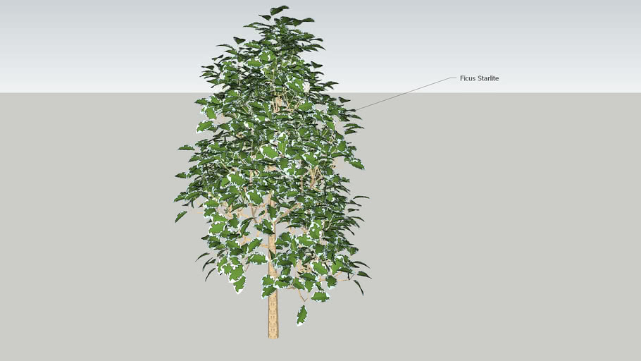 Ficus Starlite + Ficus starlite tree +Tree + Plant | 3D Warehouse