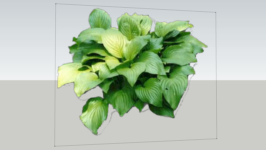 hosta | 3D Warehouse