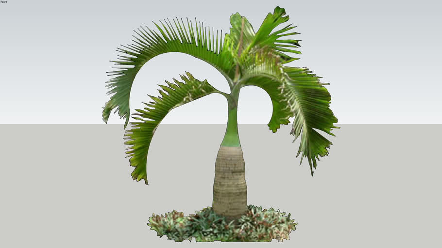 tropical plant | 3D Warehouse