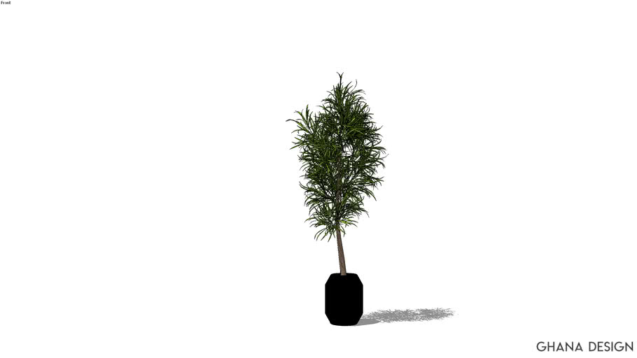 Indoor tree | 3D Warehouse