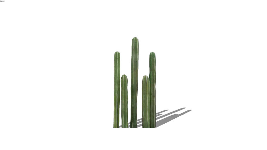Cacti | 3D Warehouse