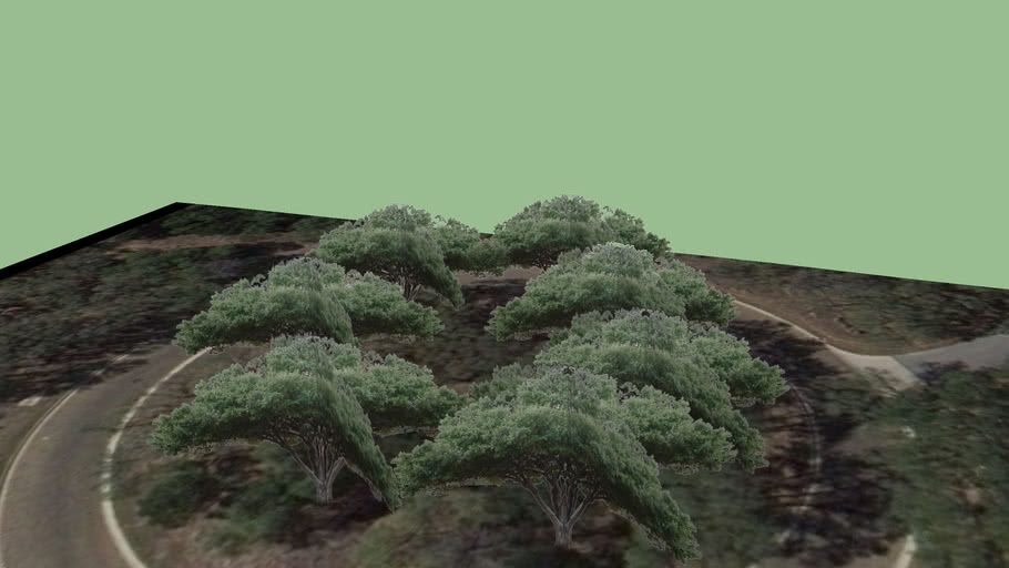 Oak Trees at the Spanish Oaks Enterance Roundabout | 3D Warehouse