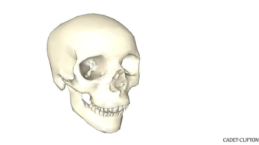crâne homo sapiens | 3D Warehouse