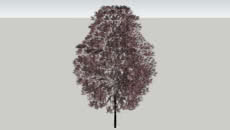 tree | 3D Warehouse