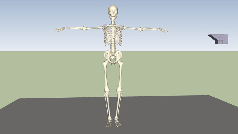 skeleton 2 | 3D Warehouse