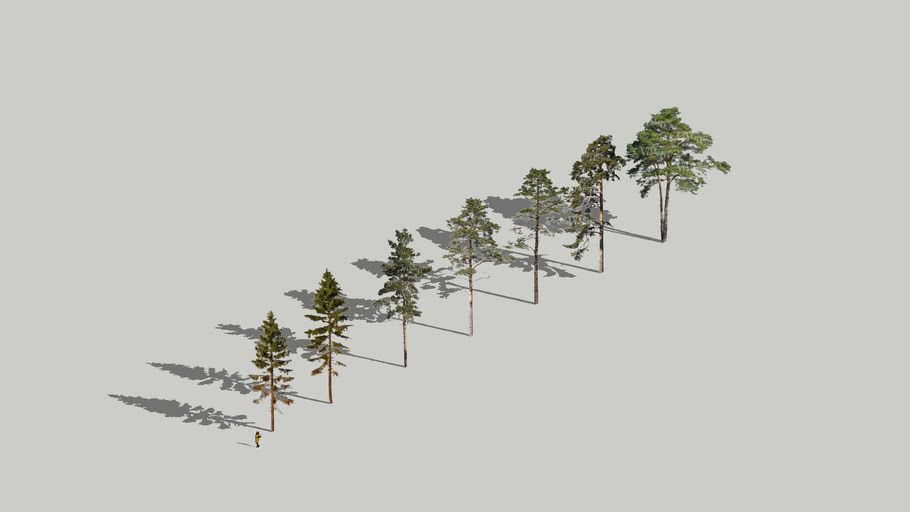 Pines 2D Сосны | 3D Warehouse