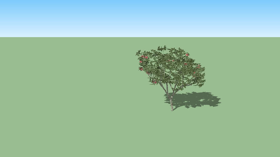 Pink Plumeria Tree | 3D Warehouse