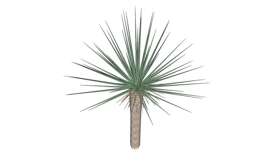 Yucca rostrata | 3D Warehouse