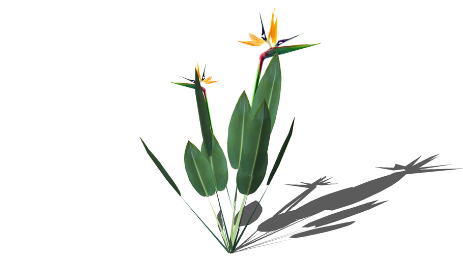Shrubs - Tropical - Strelitzia reginae - Bird of Paradise | 3D Warehouse