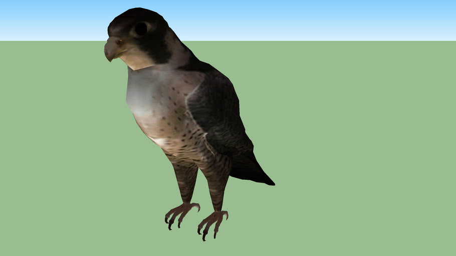 peregrine falcon | 3D Warehouse