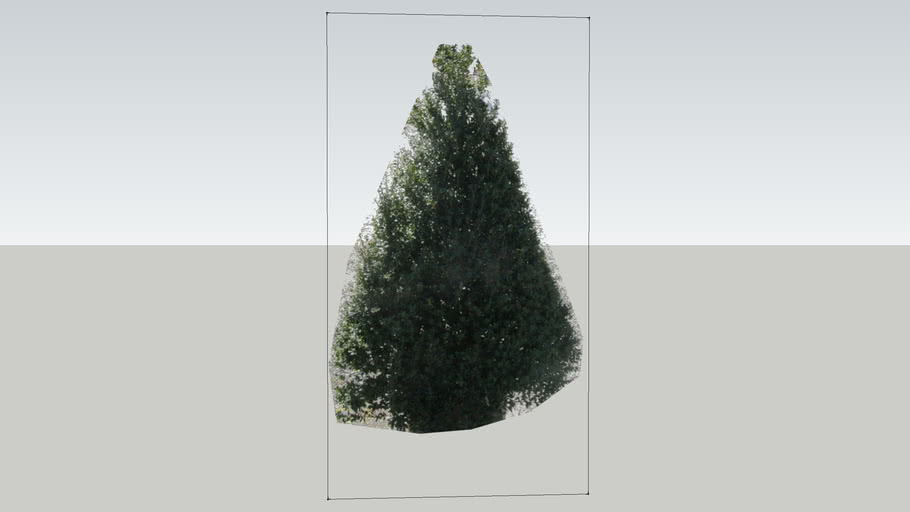 Steeds Jap Holly | 3D Warehouse