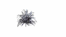 Ophiopogon | 3D Warehouse
