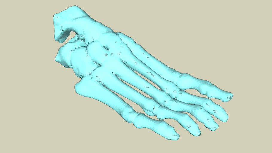 3D rendering (foot) from CT images (CBI Medical Images) | 3D Warehouse