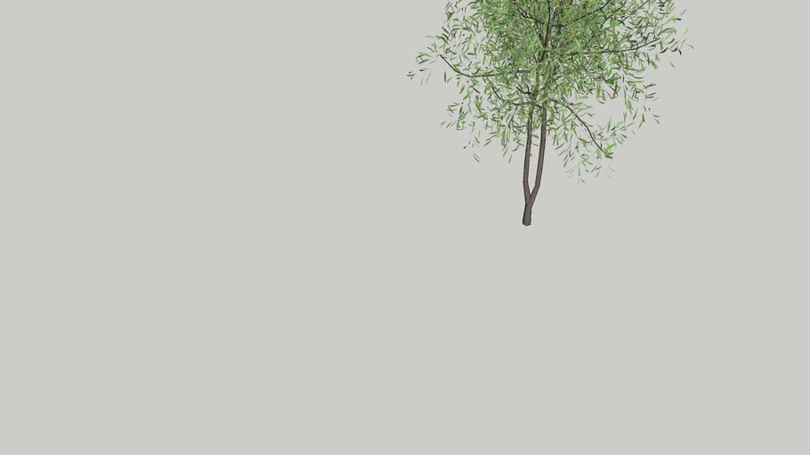 Olive Tree | 3D Warehouse