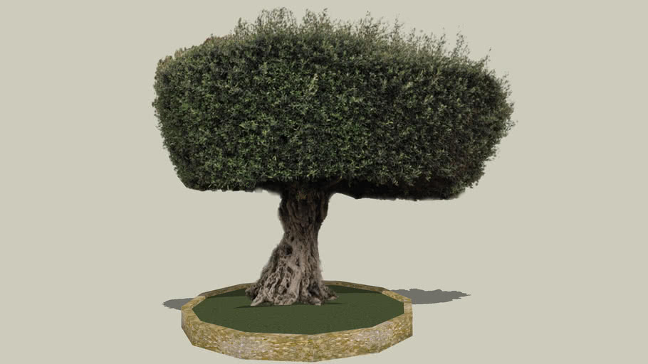 Garden Olive Tree | 3D Warehouse