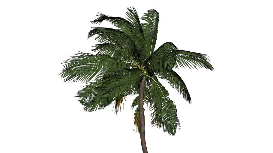 Cocos Nucifera | 3D Warehouse