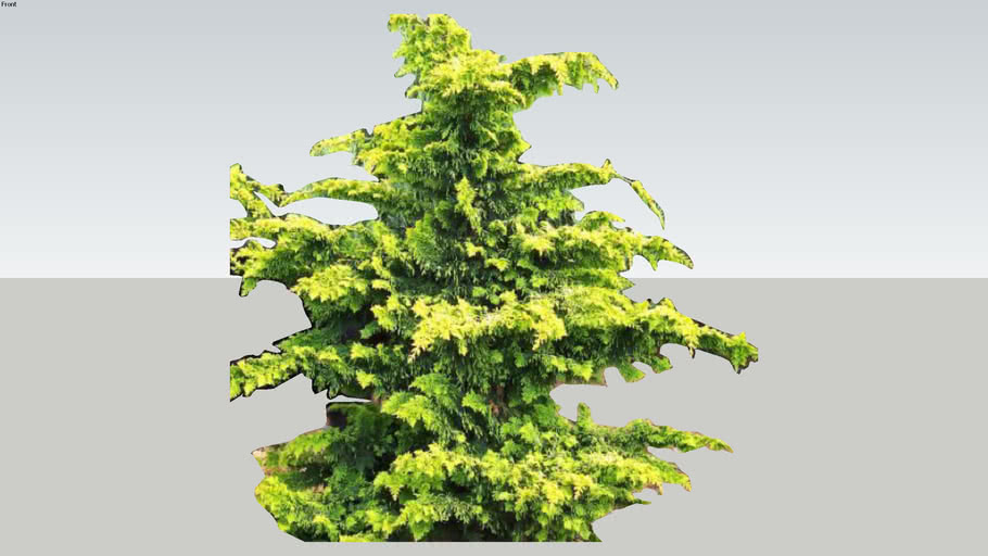 Golden cypress | 3D Warehouse