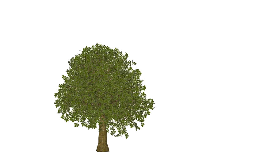 cay 01 | 3D Warehouse