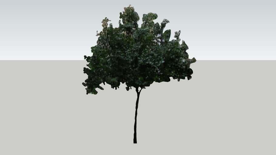 2D spindly tree | 3D Warehouse