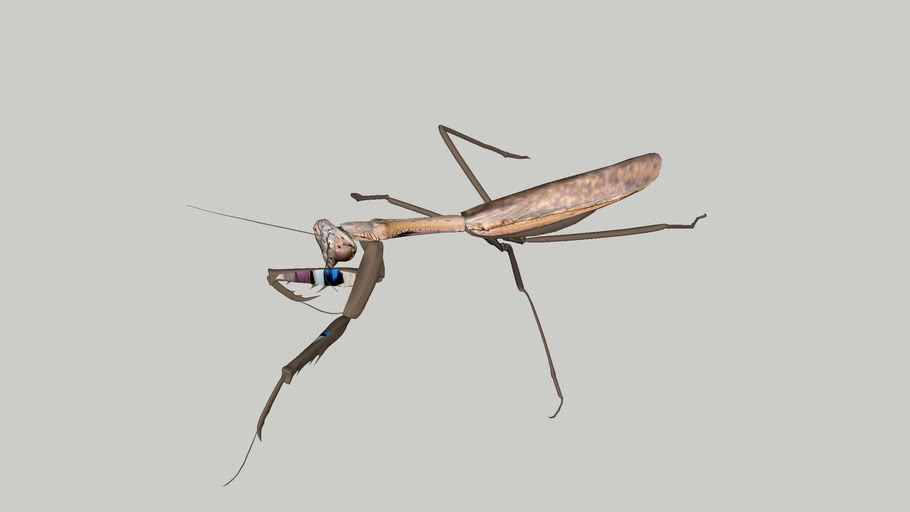 mantis | 3D Warehouse