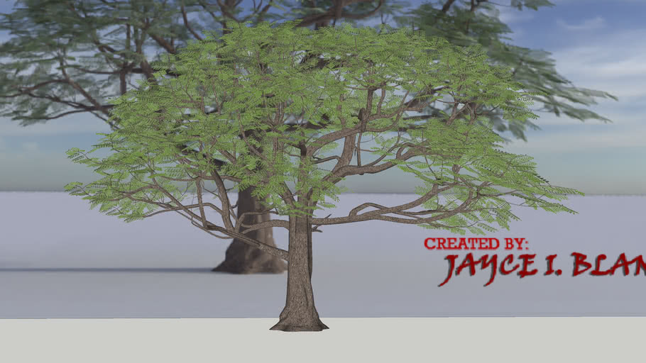 Acacia_Tree | 3D Warehouse