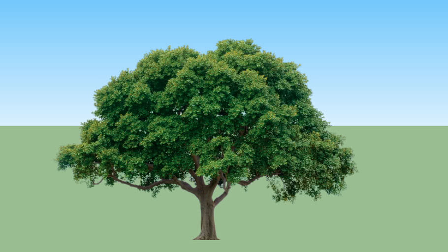 Tree 03 | 3D Warehouse