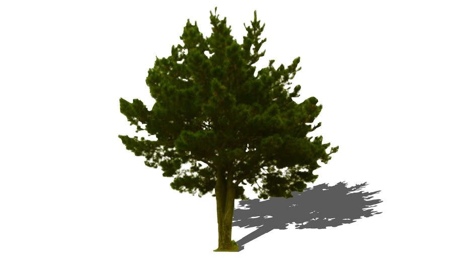 Pine Tree.skp | 3D Warehouse