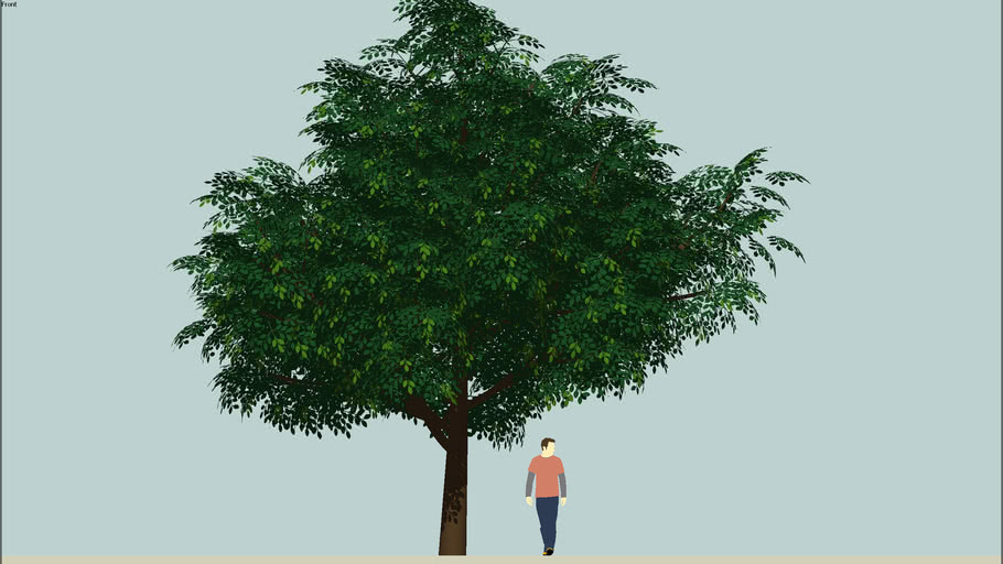 tree lr | 3D Warehouse