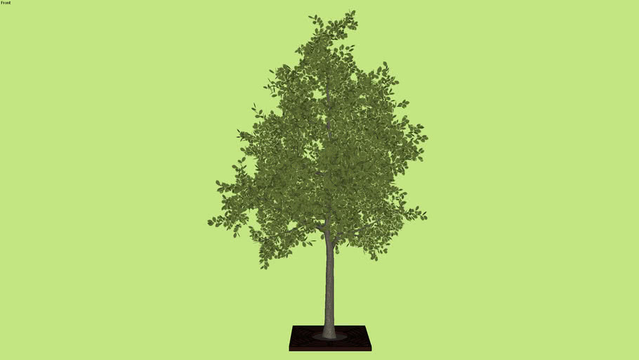 Arbre | 3D Warehouse