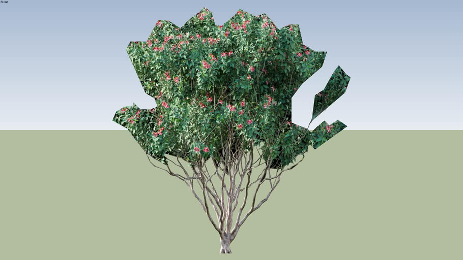 Pineapple Guava | 3D Warehouse