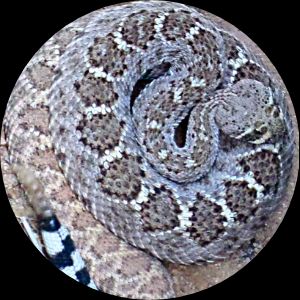 Slatted vertical rack for bottom board | 3D Warehouse