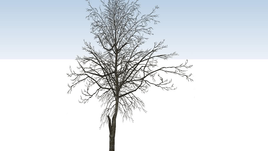 tree with few leaves | 3D Warehouse
