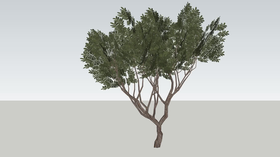 Acacia tortilis | 3D Warehouse