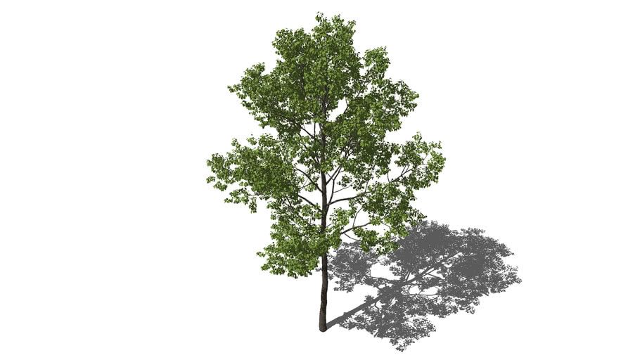 Trees | 3D Warehouse