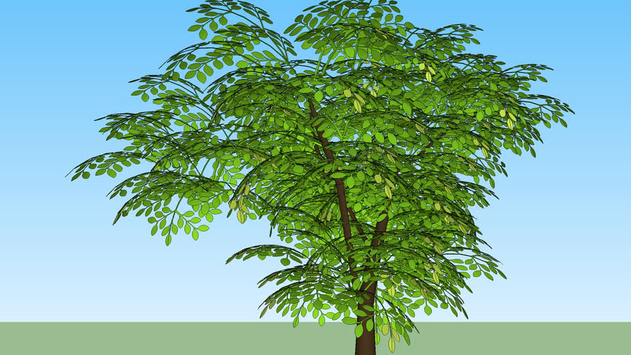 TREE-6.skp | 3D Warehouse
