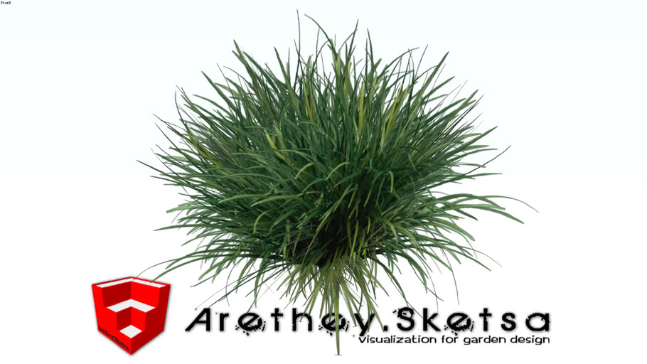 Dwarf+mondo+grass(Kucai)2D | 3D Warehouse