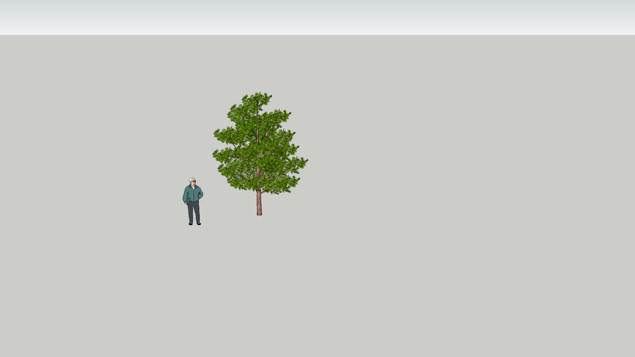 canopy tree | 3D Warehouse