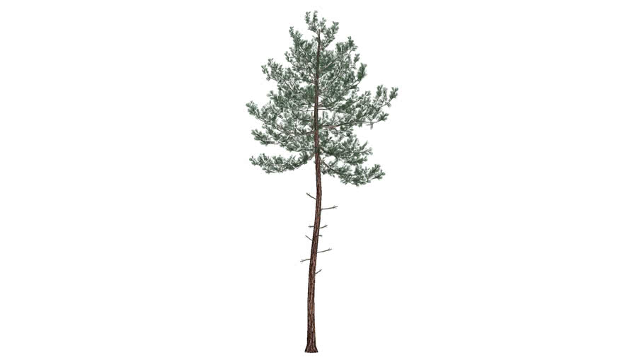 pine 1 | 3D Warehouse