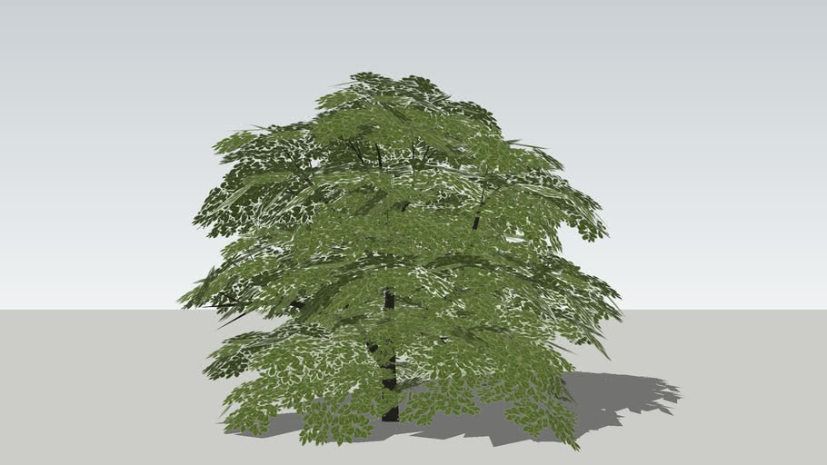 shrub | 3D Warehouse
