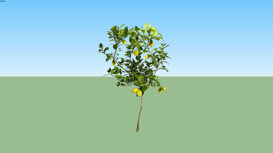 Fruit Lemon | 3D Warehouse