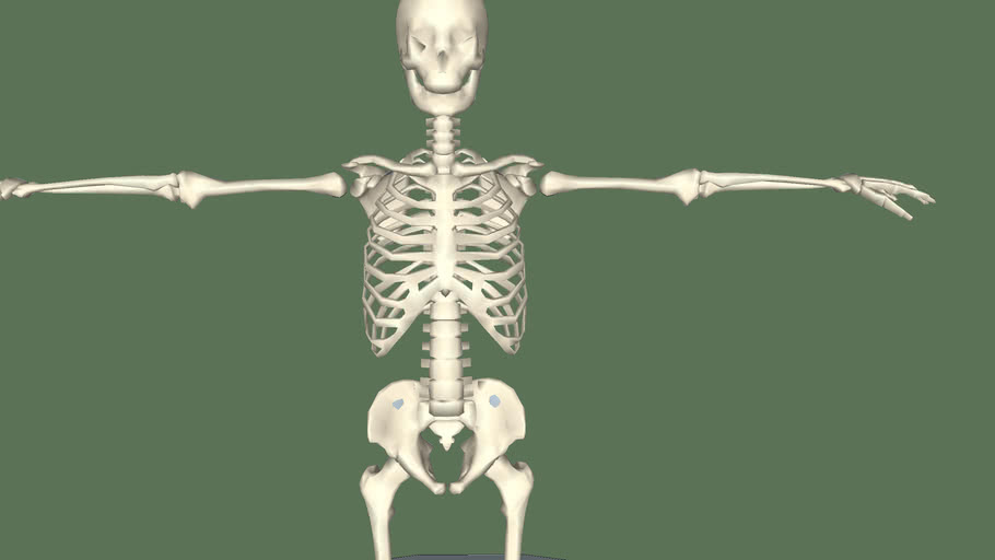 Skeleton with Scenes | 3D Warehouse