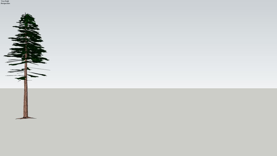 Large Pine | 3D Warehouse