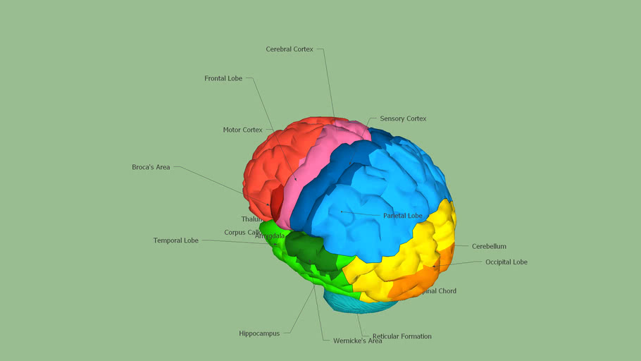 Labeled and Colored Human Brain | 3D Warehouse