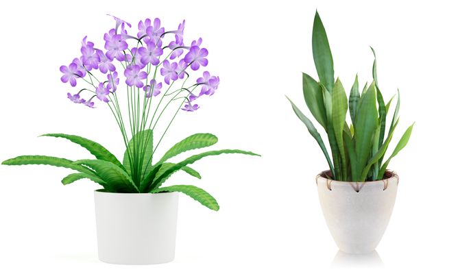 VEGETACIÓN | 3D Warehouse