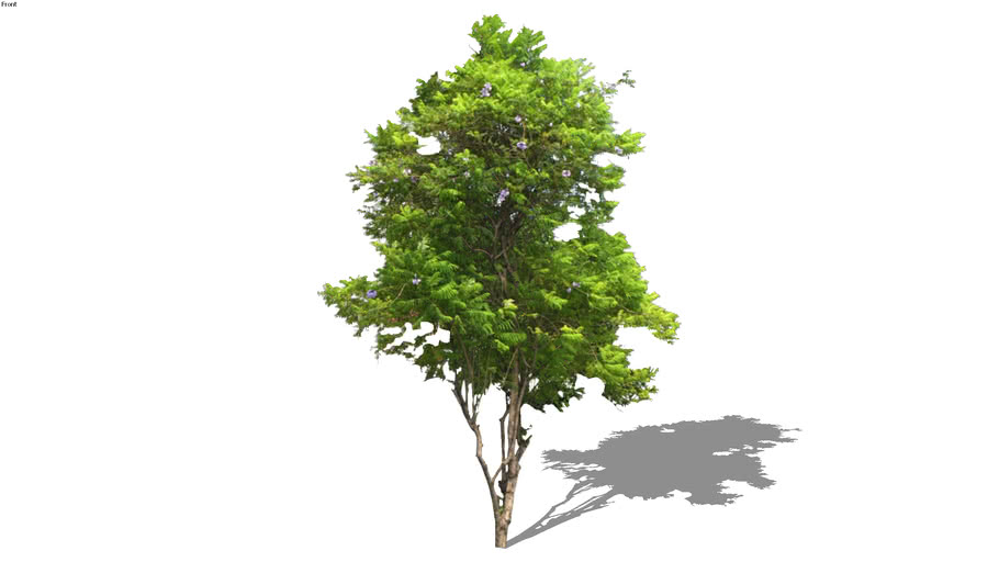 jacaranda | 3D Warehouse