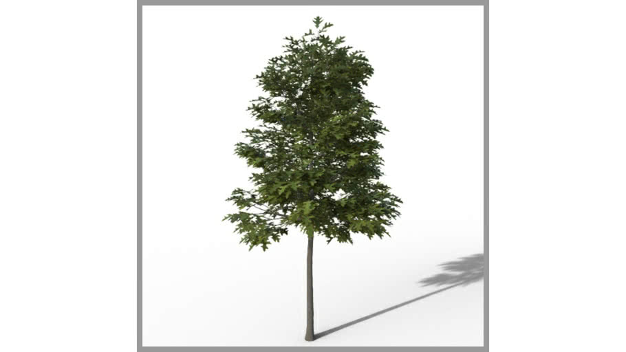 Tree | 3D Warehouse