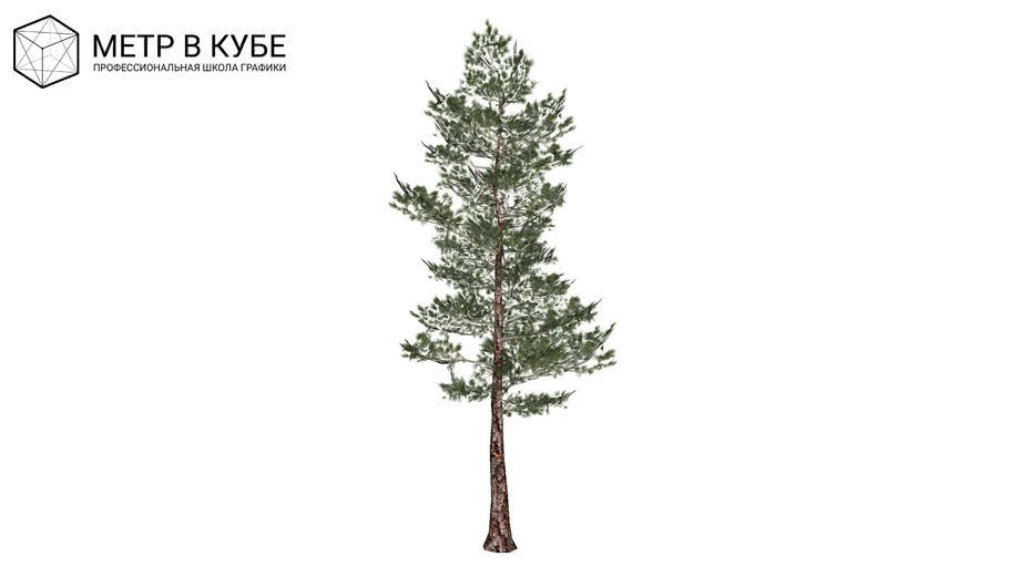 pine 3 | 3D Warehouse