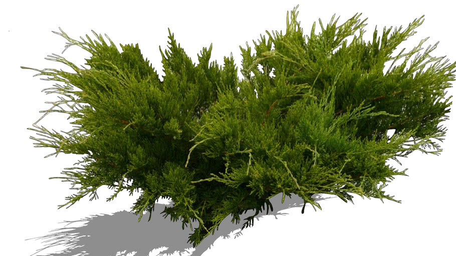Juniper | 3D Warehouse