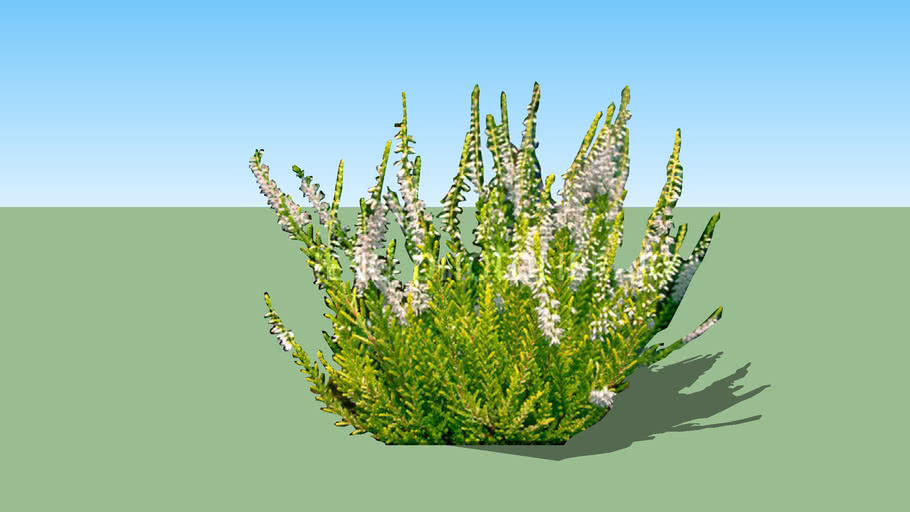 Calluna vulgaris 'Beoley Gold' | 3D Warehouse