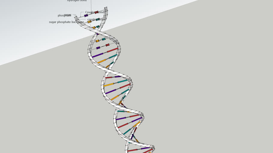 DNA model with labled parts | 3D Warehouse